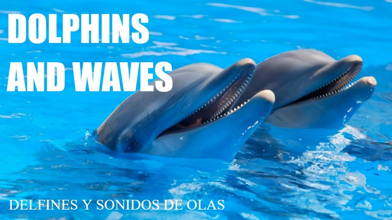 💙 Dolphins and waves, relax music delta sounds. Sonidos de delfines ...