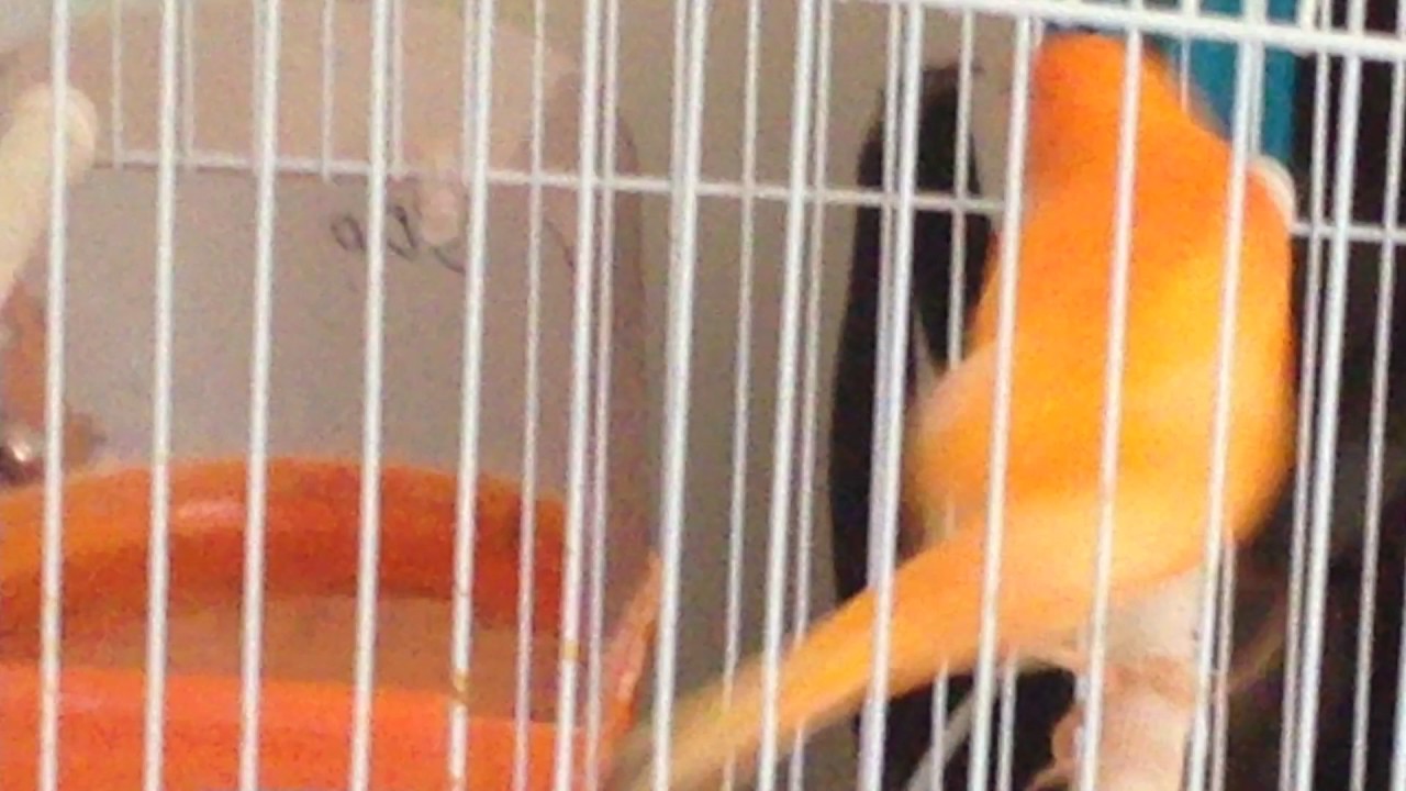 IMG 2166 YouTube img-2166-youtube