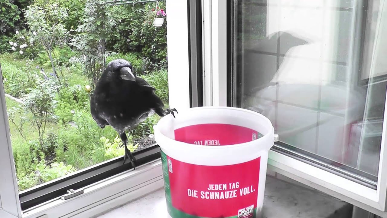 Rudi der Rabe - Selbstbedienung - YouTube