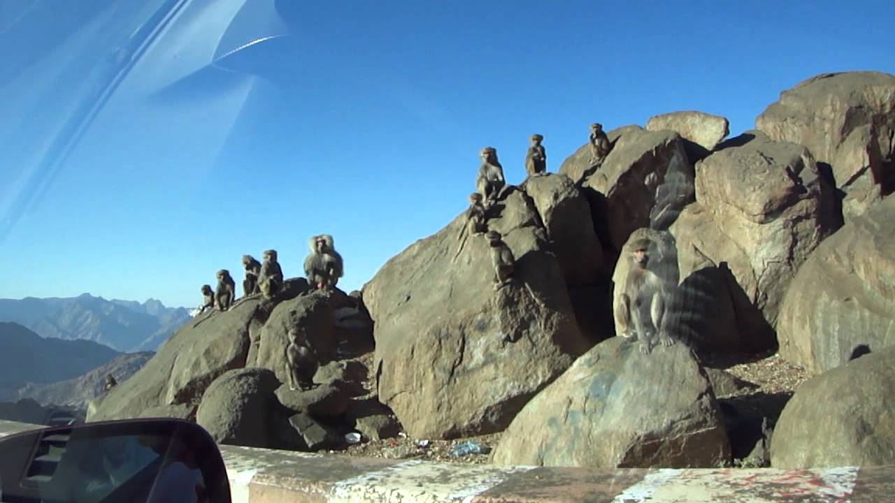 taif monkey.MP4 - YouTube