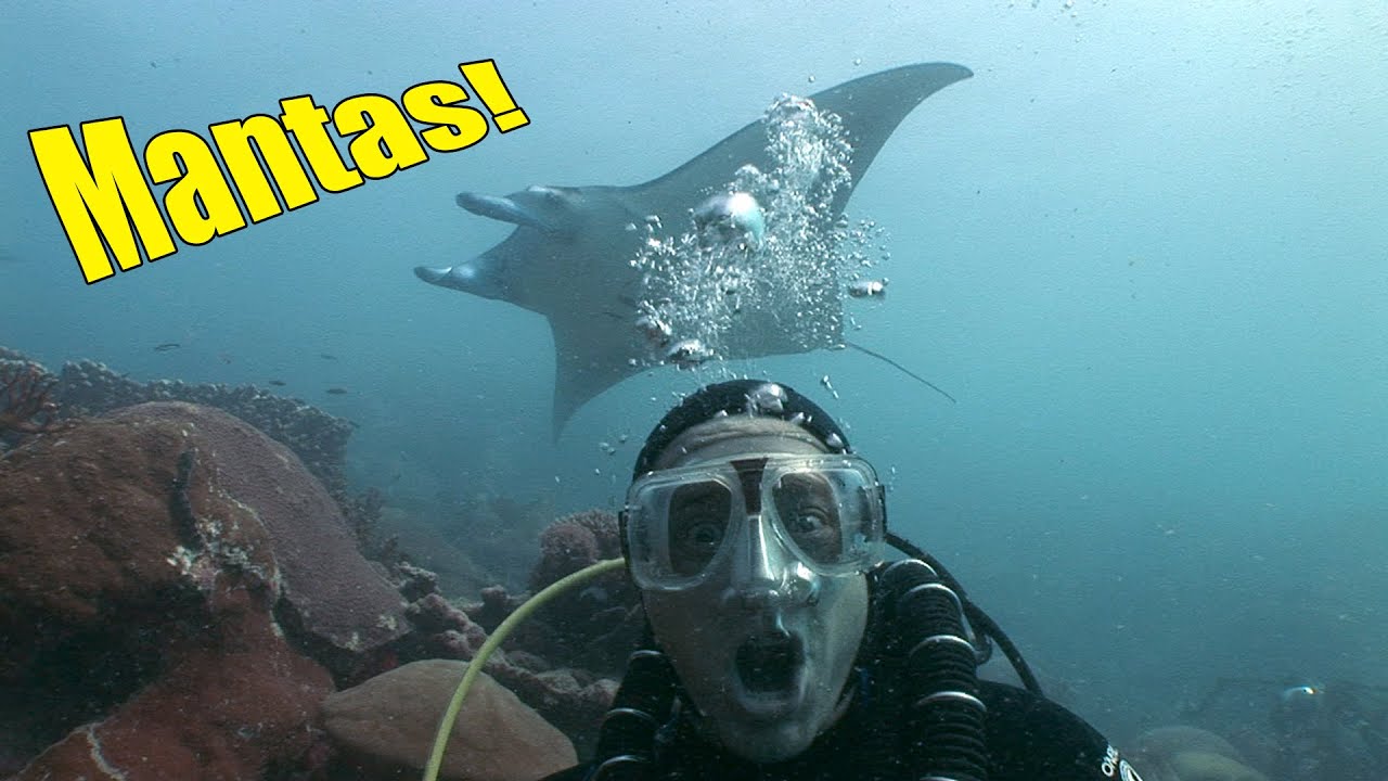 Yap Manta Rays (HD) | JONATHAN BIRD'S BLUE WORLD - YouTube