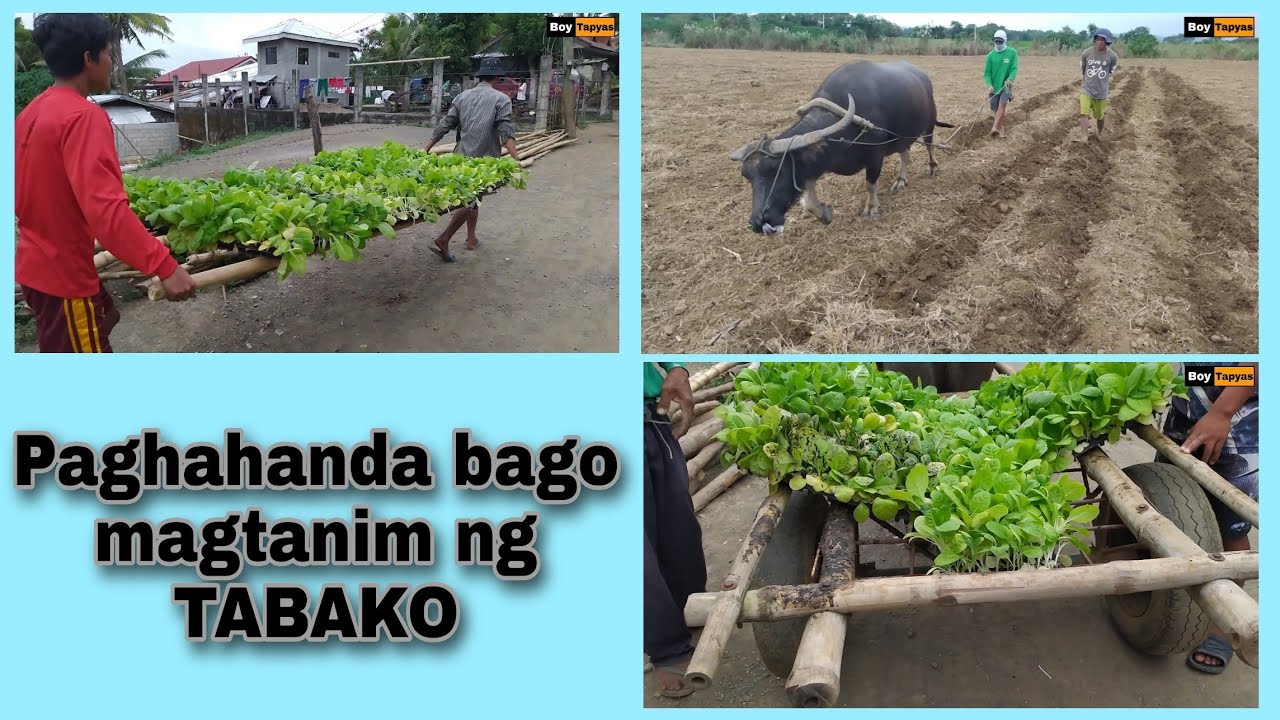 Kung akala mong madali lang magtanim ng Tabako, panuorin mo to - YouTube