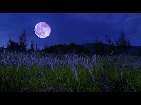 Crickets & Insects on The Grassy Hill with Breezy Night  - Nature Sounds for Sleep & Deep Relaxed
