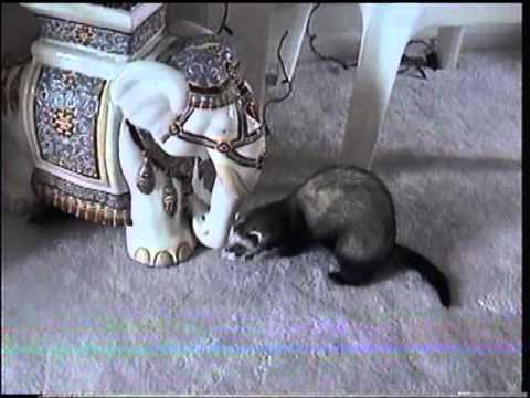 Ferret VS Vacuum  LOL!!