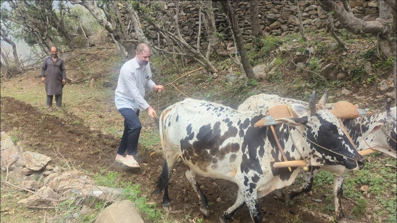 Back to basics . Ploughing the land in old way - YouTube