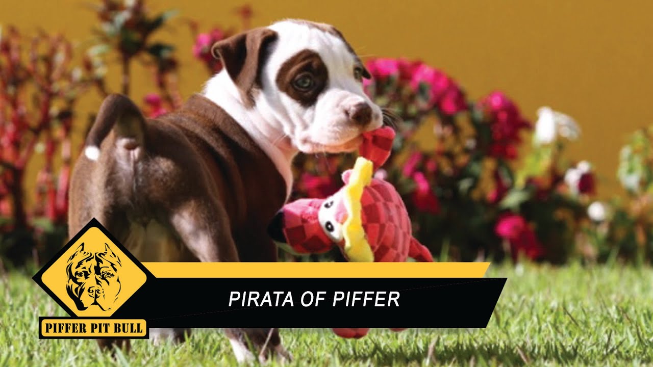 Nosso day off com a Pirata of Piffer - Piffer Pit Bull - YouTube