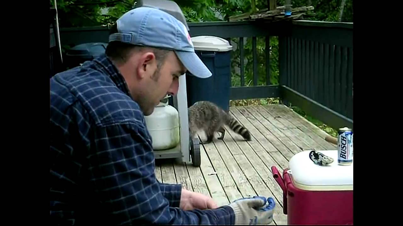 Raccoon Visits BBQ for it's Favorite FRESH OYSTERS. Video - YouTube