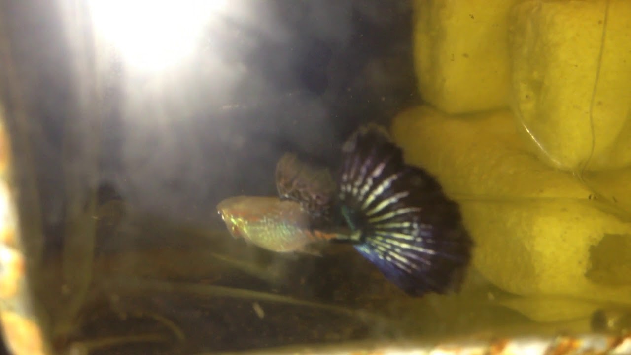 Violet cobra - viet guppy ca bay mau 0905702728 - YouTube