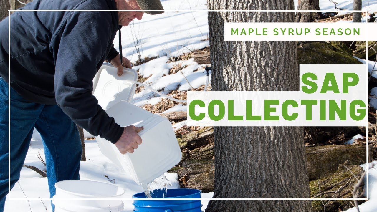 Maple Syrup Season: Collecting Sap - YouTube