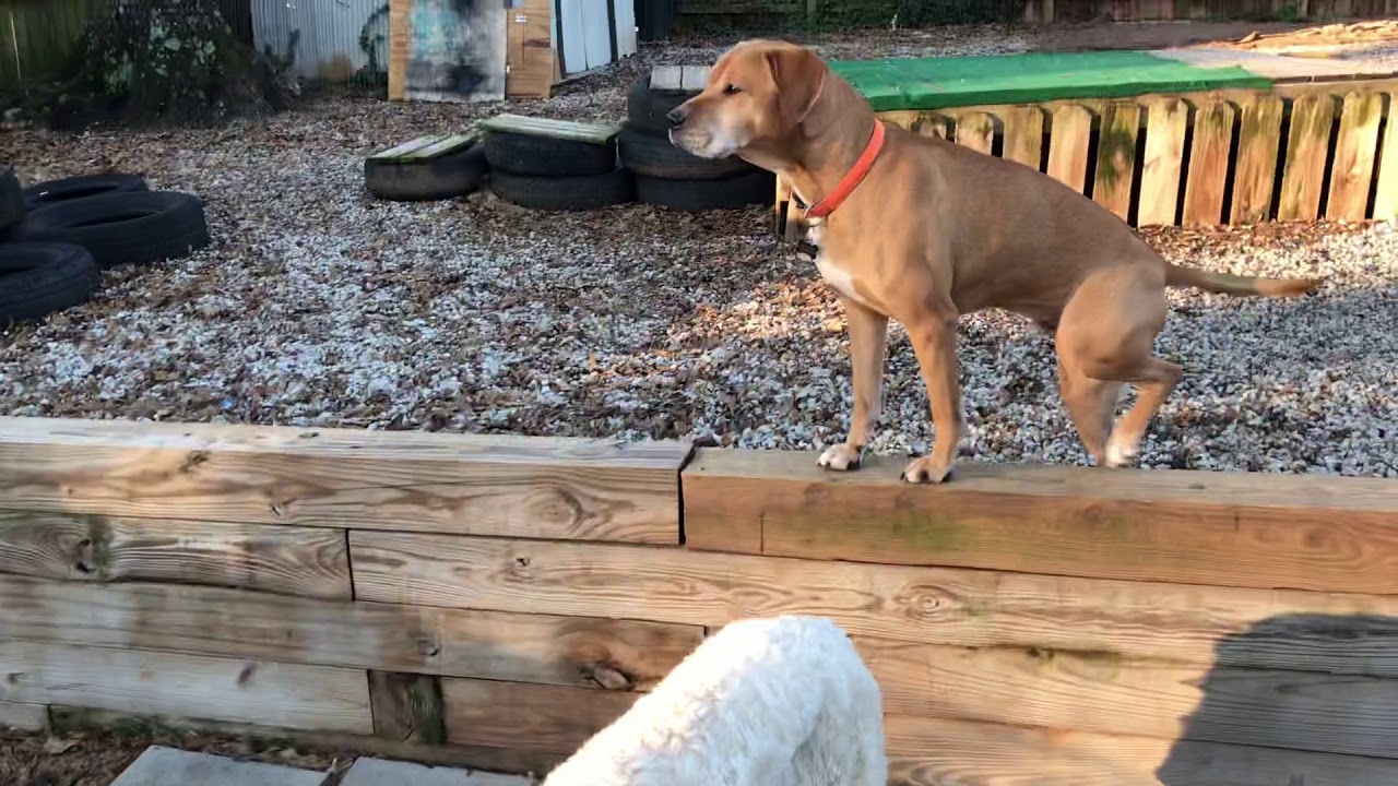 1/24 Ernie Ringo Lainey Rowlf Tisha Thomas Roo Finn - YouTube