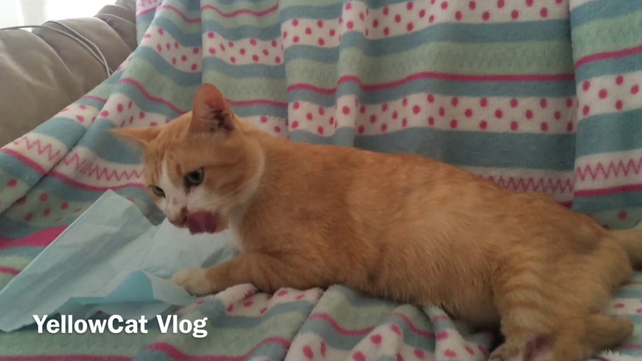 Yellowcat Vlog Day 3 Youtube