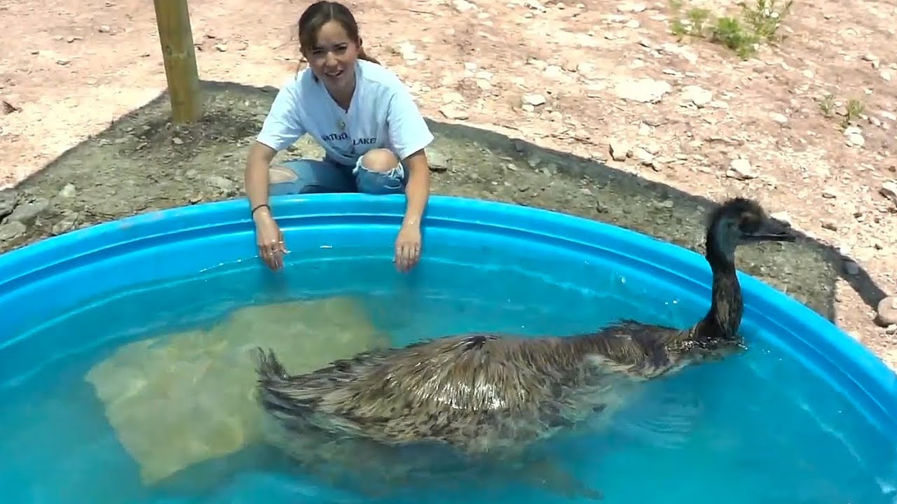 Maya watches Stompy go for a swim at Alveus - YouTube