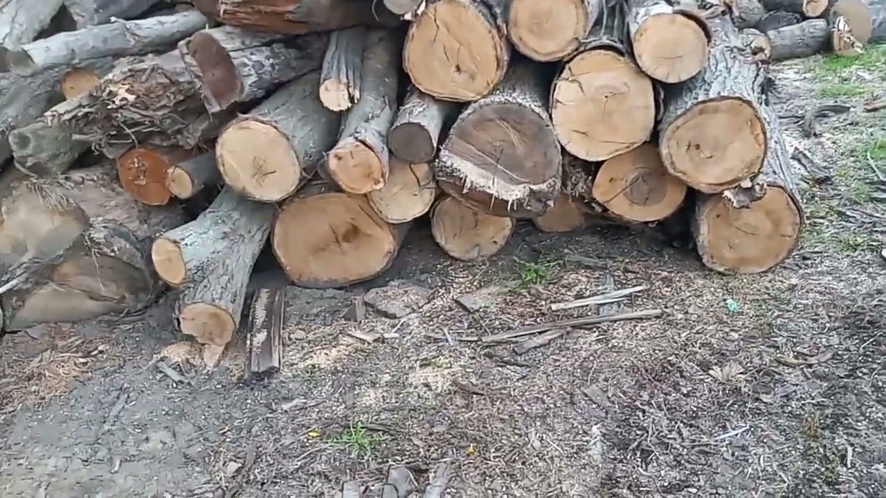 wood lot update - YouTube