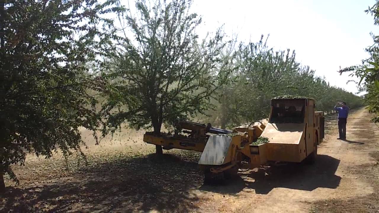 Almond tree shaker - YouTube