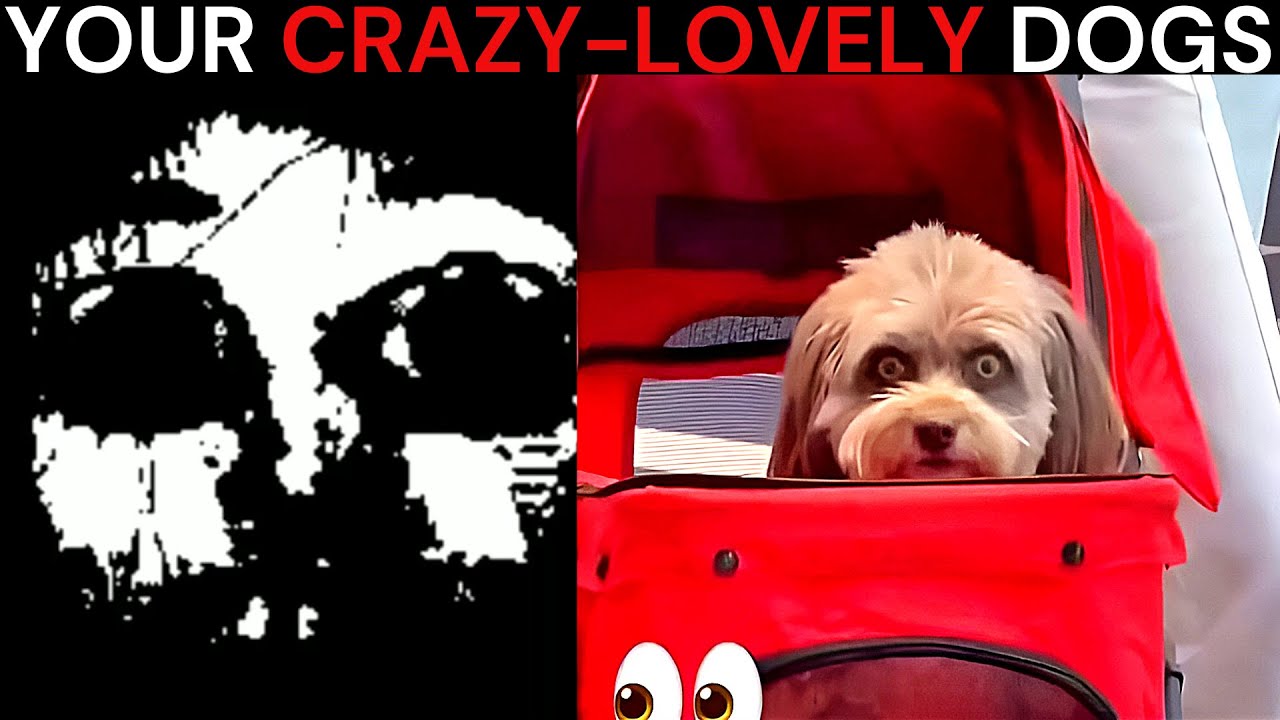 Mr Incredible Becoming Uncanny meme (Your crazy-lovely dogs) - YouTube
