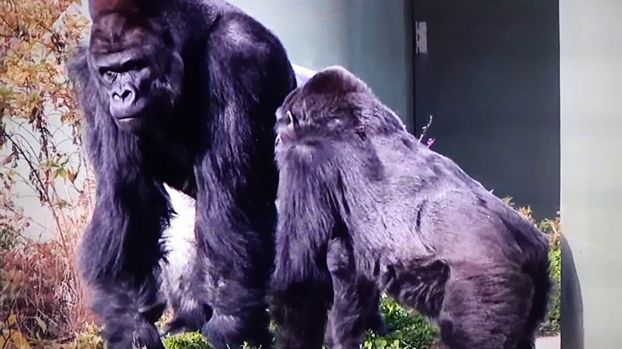 Shabani ! - YouTube