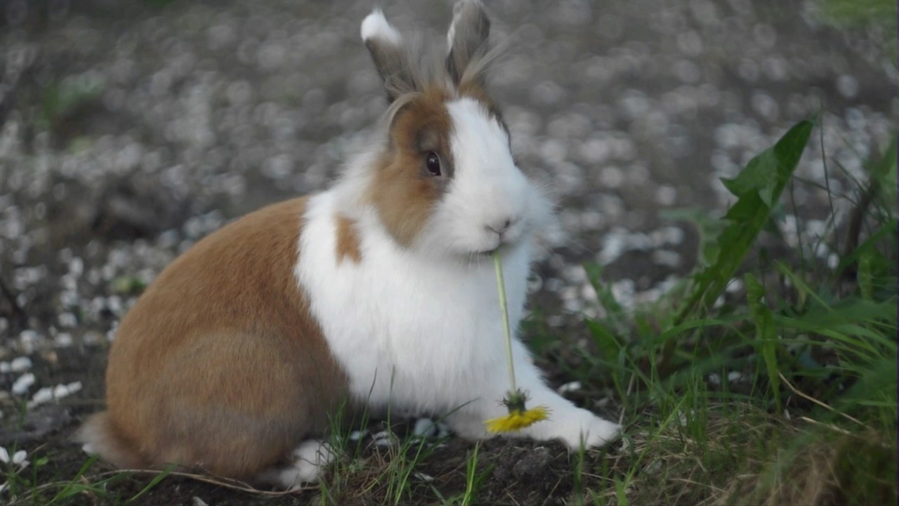 hello spring | rabbit - YouTube