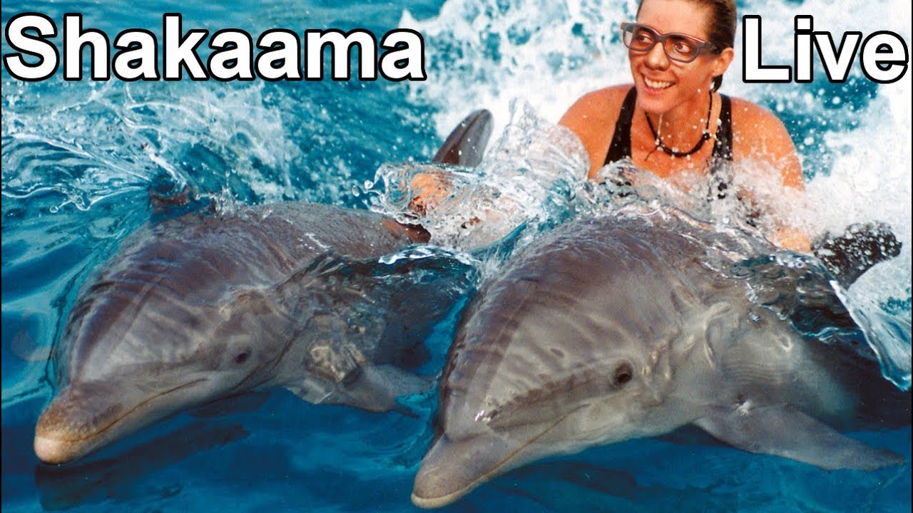 Facebook Fake News Denmark Dolphin Slaughter Story is a Scam - YouTube