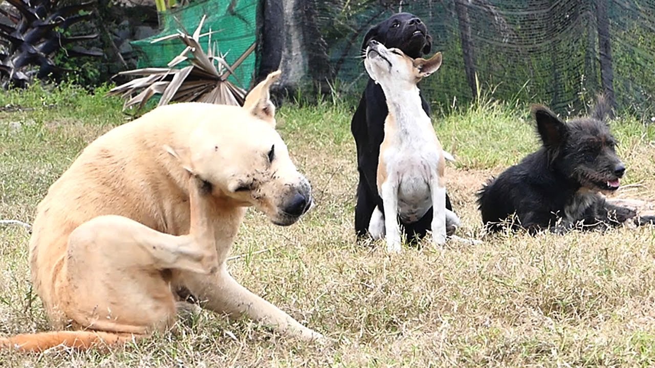 Producing time from Dogs in countryside || #1840 Nature Show - YouTube