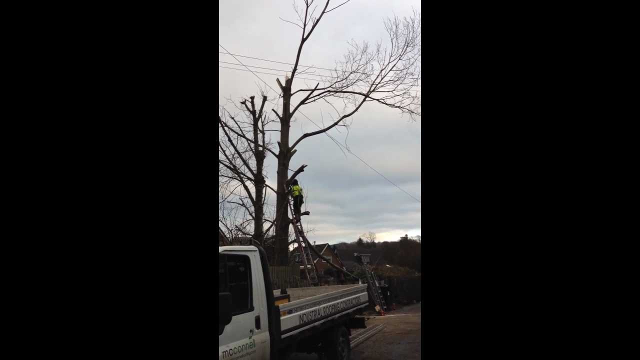 Man felling tree, falling off ladder! - YouTube