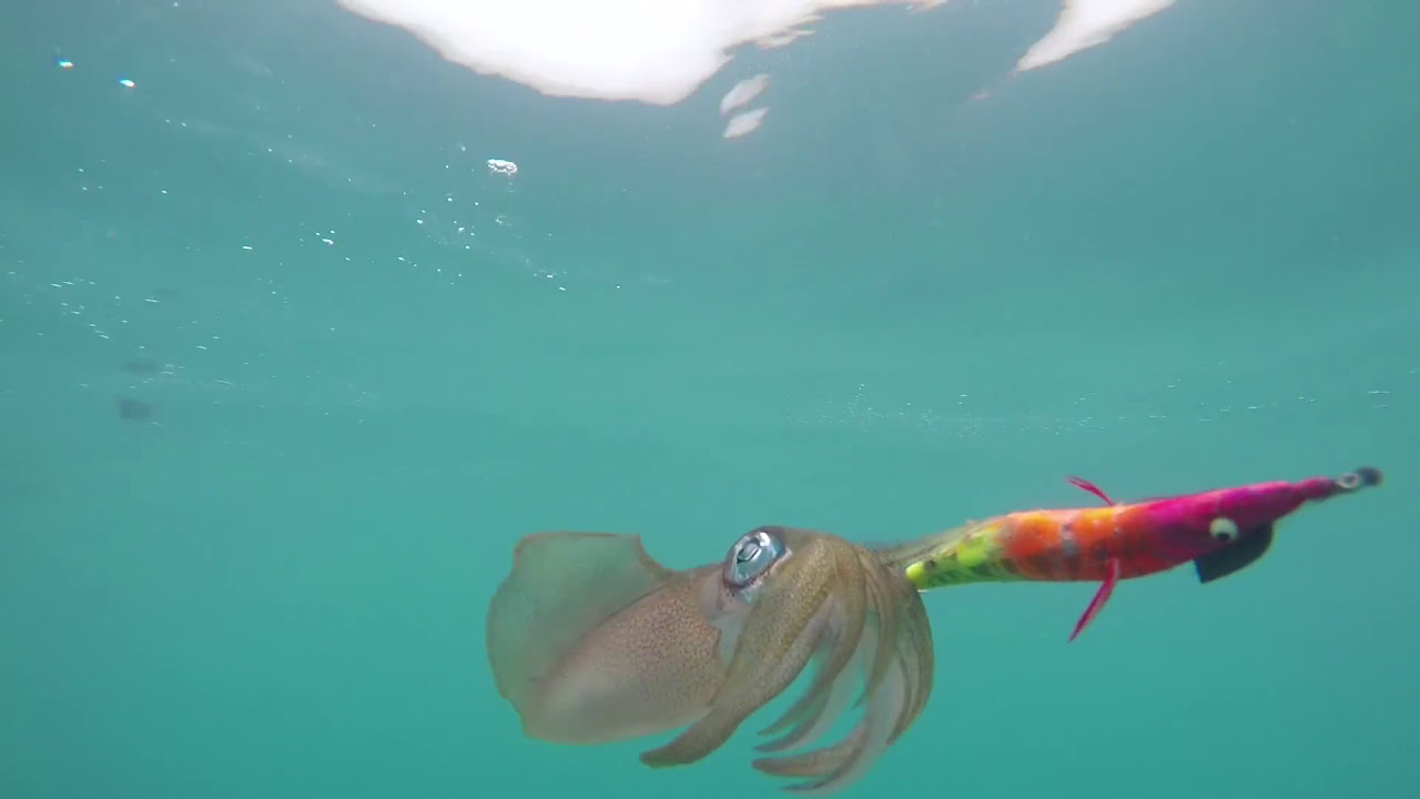 Recfishwest | How to easily clean your catch of squid - YouTube