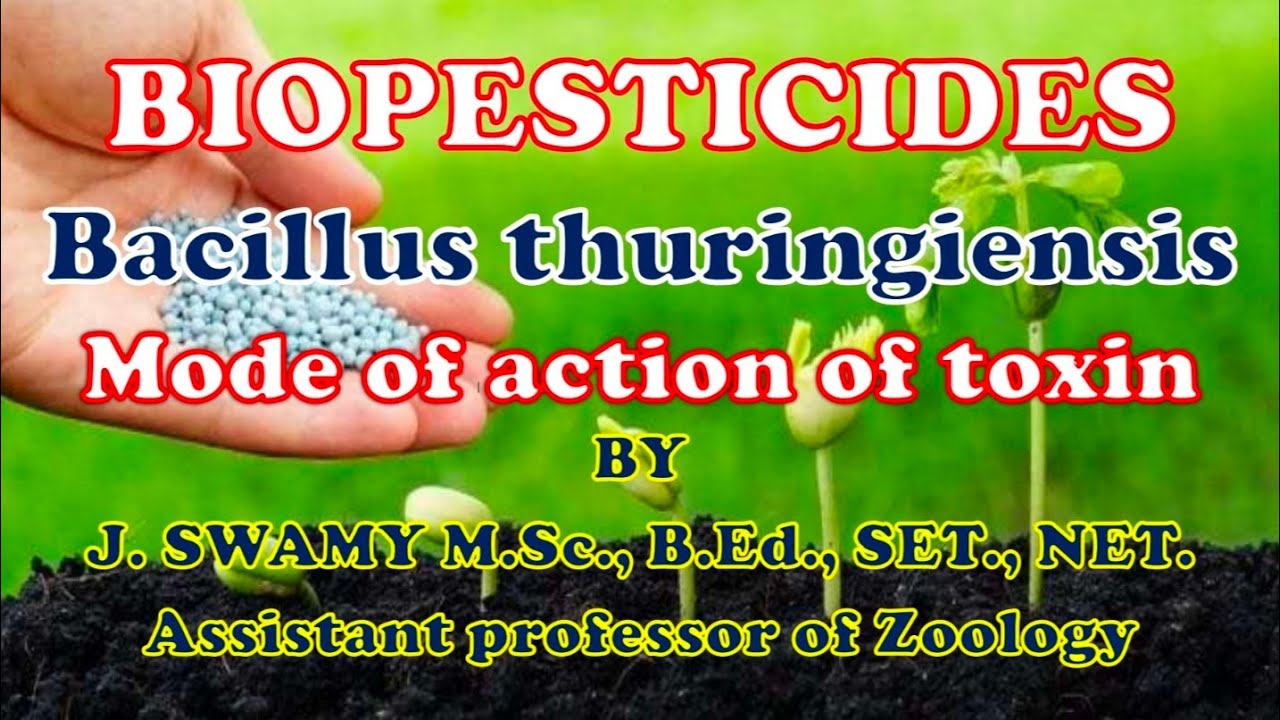 BIOPESTICIDES BACILLUS THURINGIENSIS - YouTube