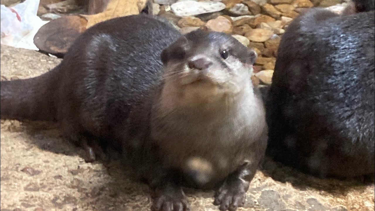 Austin Texas Aquarium!! Otters at the Aquarium!! Fun day out of the ...