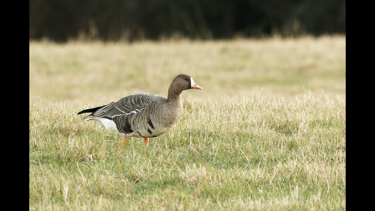 Russian White-fronted Goose, Fowlmere RSPB, Cambridgeshire, 2/3/25 ...