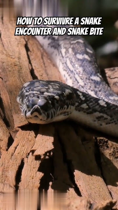 How to Safely Handle Snake Encounters #survivaltips #snakes - YouTube
