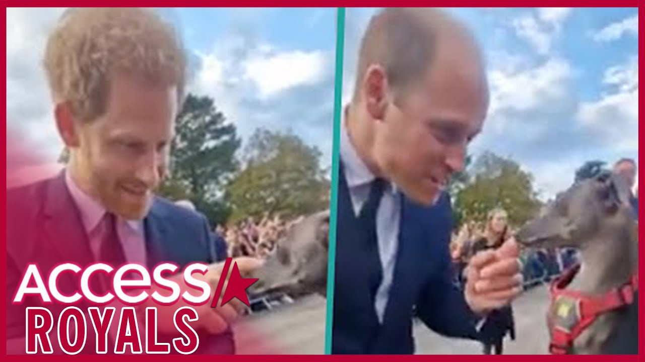 Prince Harry & Prince William Have Sweet Moment w/ Dog In Crowds - YouTube