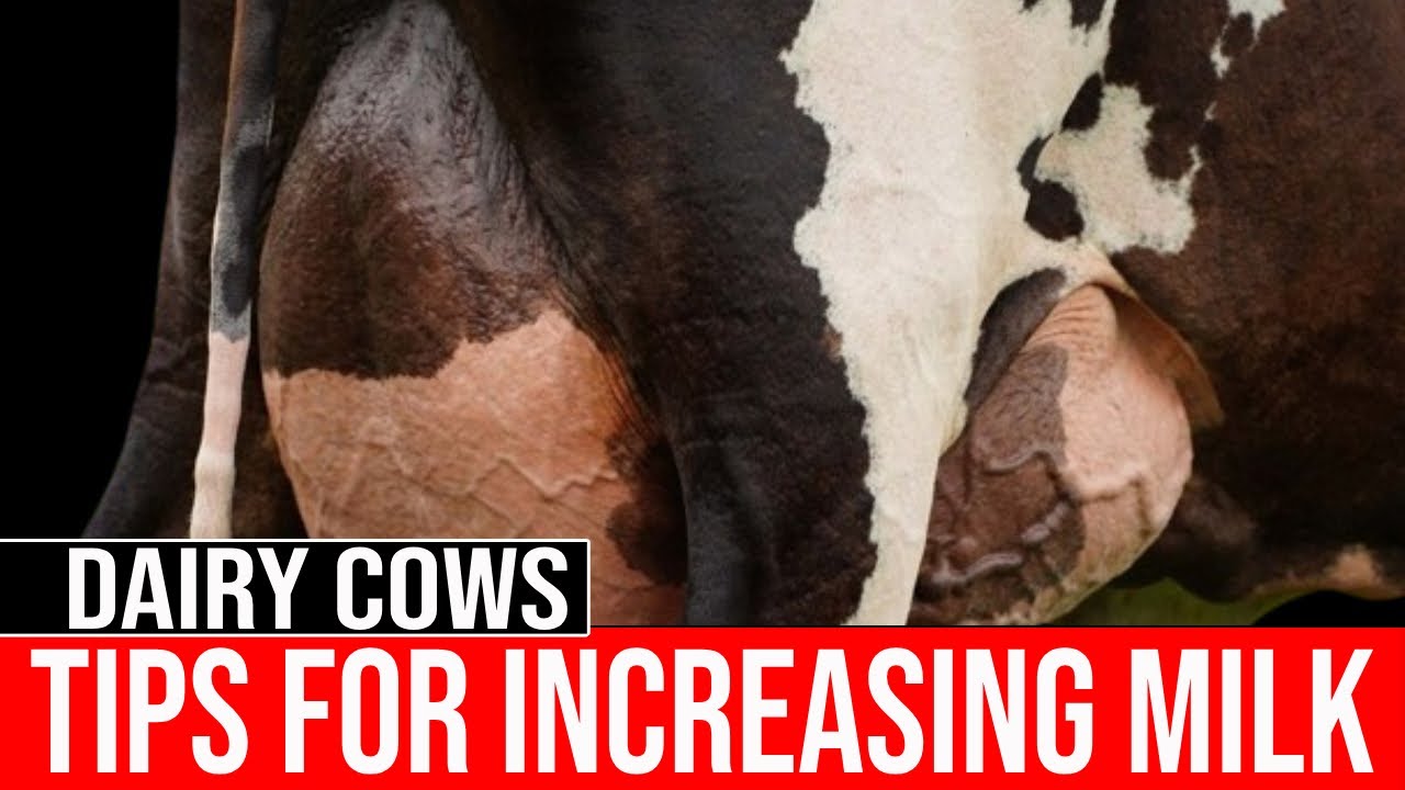 🔴 DAIRY COWS Tips for Increasing Milk Production 🥛 - YouTube