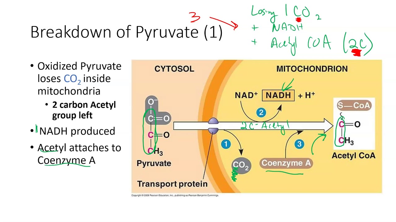 Breakdown of Pyruvate - YouTube