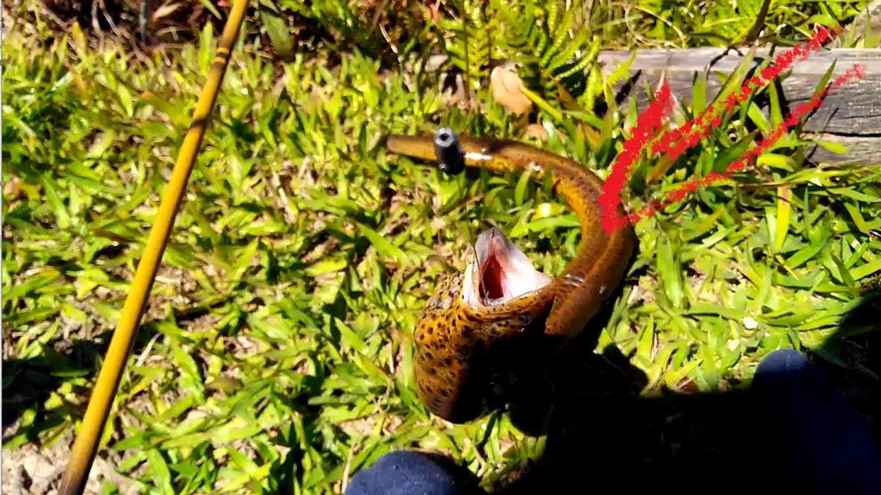 PUTZ DEU PIRAMBÓIA NO PESQUEIRO - YouTube