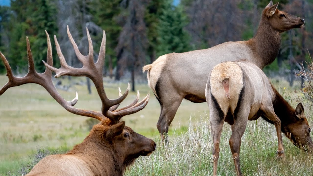 Elk Rut Action at it's Peak - YouTube