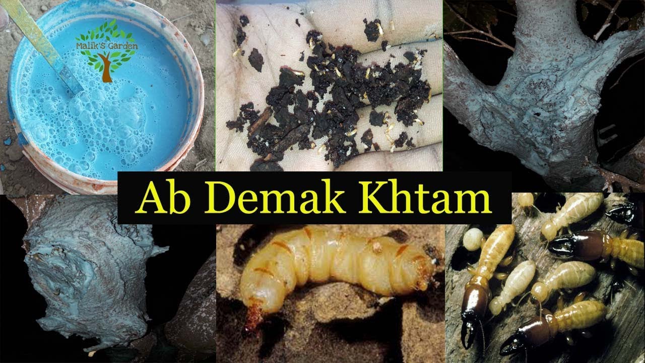 How to Get Rid From Demak | How To Kill Termites And Get Rid Of Them ...