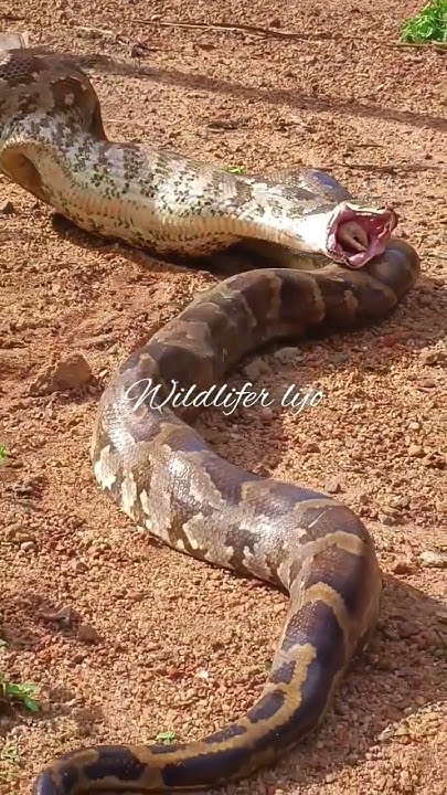 Indian Rock python - YouTube