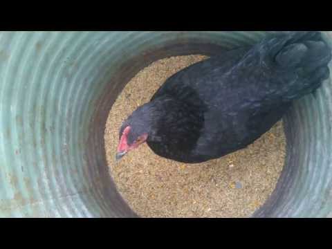 Angry Hen killing a mouse!