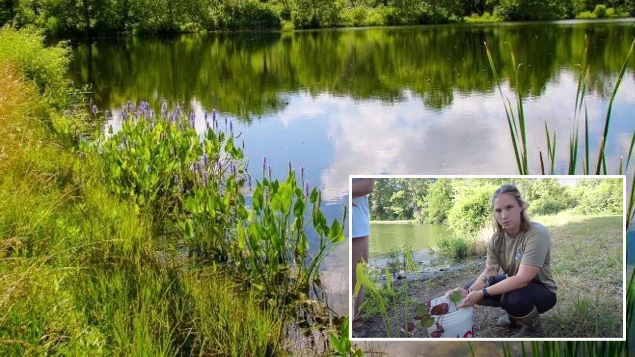Aquatic Native Plants and Pond Management: Native Plants at Noon | Deep ...