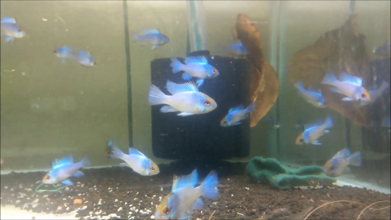Electric Blue Ramirezi bred locally in India - YouTube