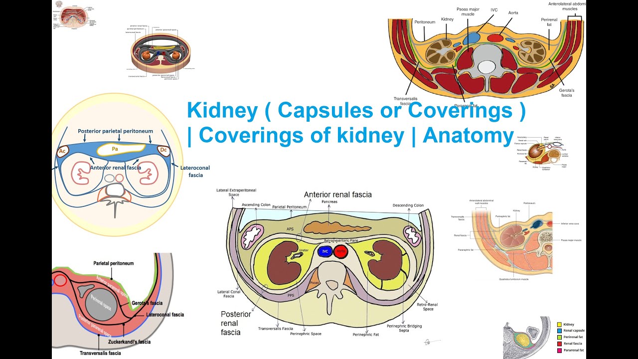 Kidney ( Capsules or Coverings ) | Coverings of kidney | Anatomy | BD ...