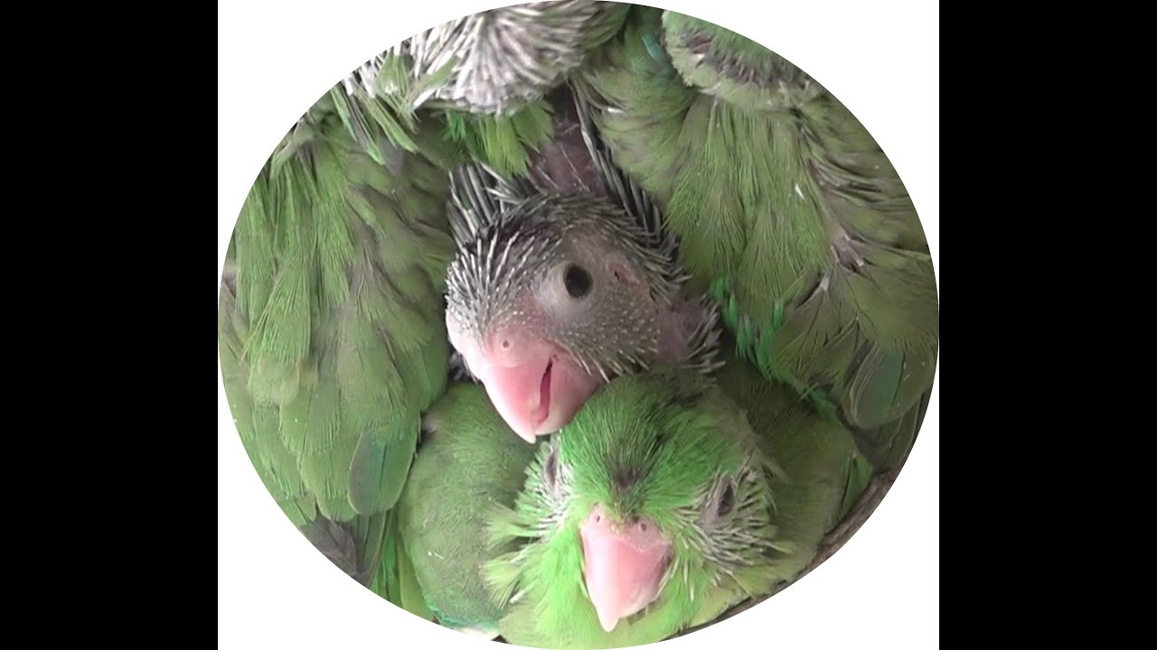 A month in the life of a wild parrot family - YouTube