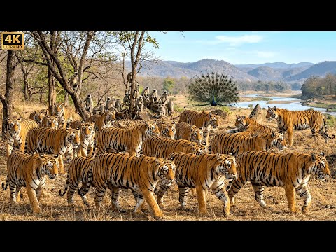 Relaxing Walk in India: The Tiger Reserve - Bengal Tigers, Langurs & The Peacock