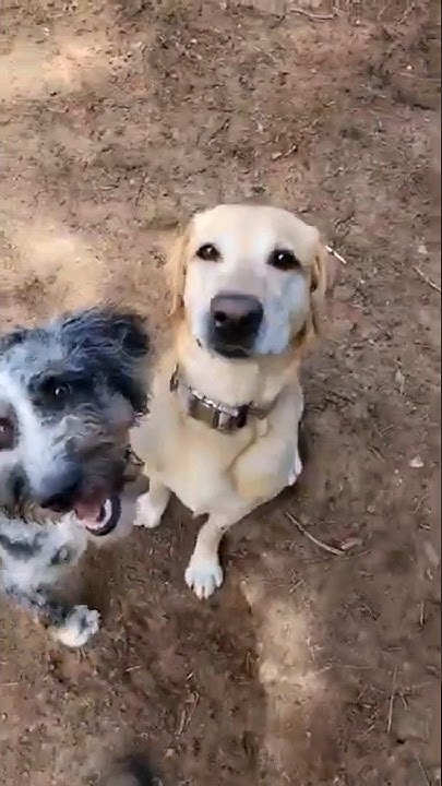 Upgrade your Fetch Game 🐶 taking turns! - YouTube