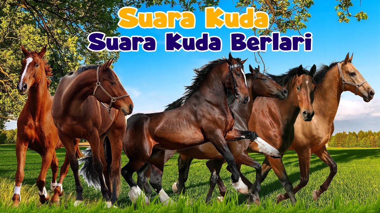 Suara Kuda | Suara Kaki Kuda Berlari, Suara Hewan Ternak Kuda Berlari ...