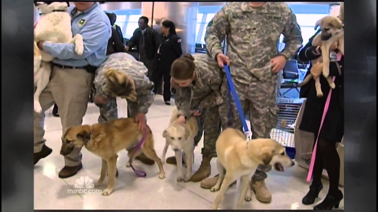 American Dog Rescue on NBC Nightly News - YouTube