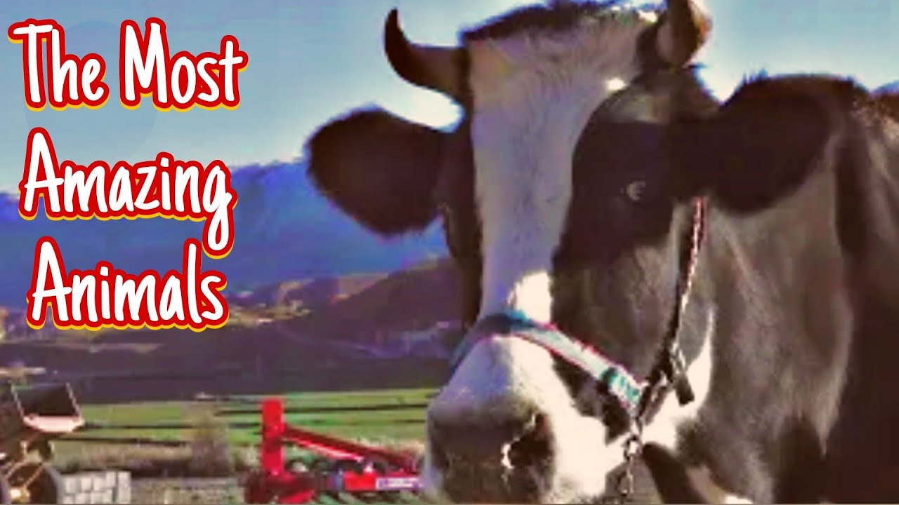 The Most Amazing Life Of Animals In The World : Animals Life - YouTube