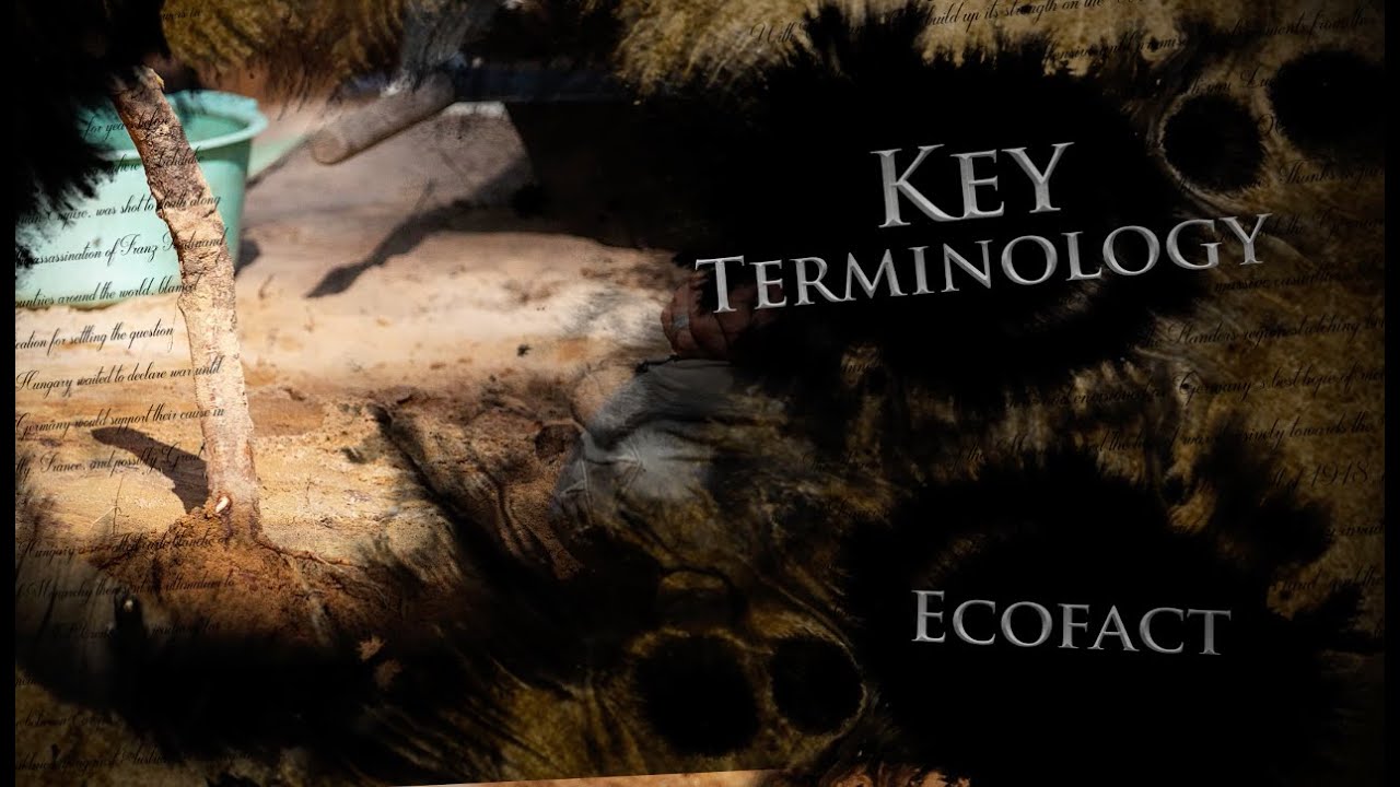 Learning the Lingo: Ecofact | UGA Experimental Archaeology - YouTube