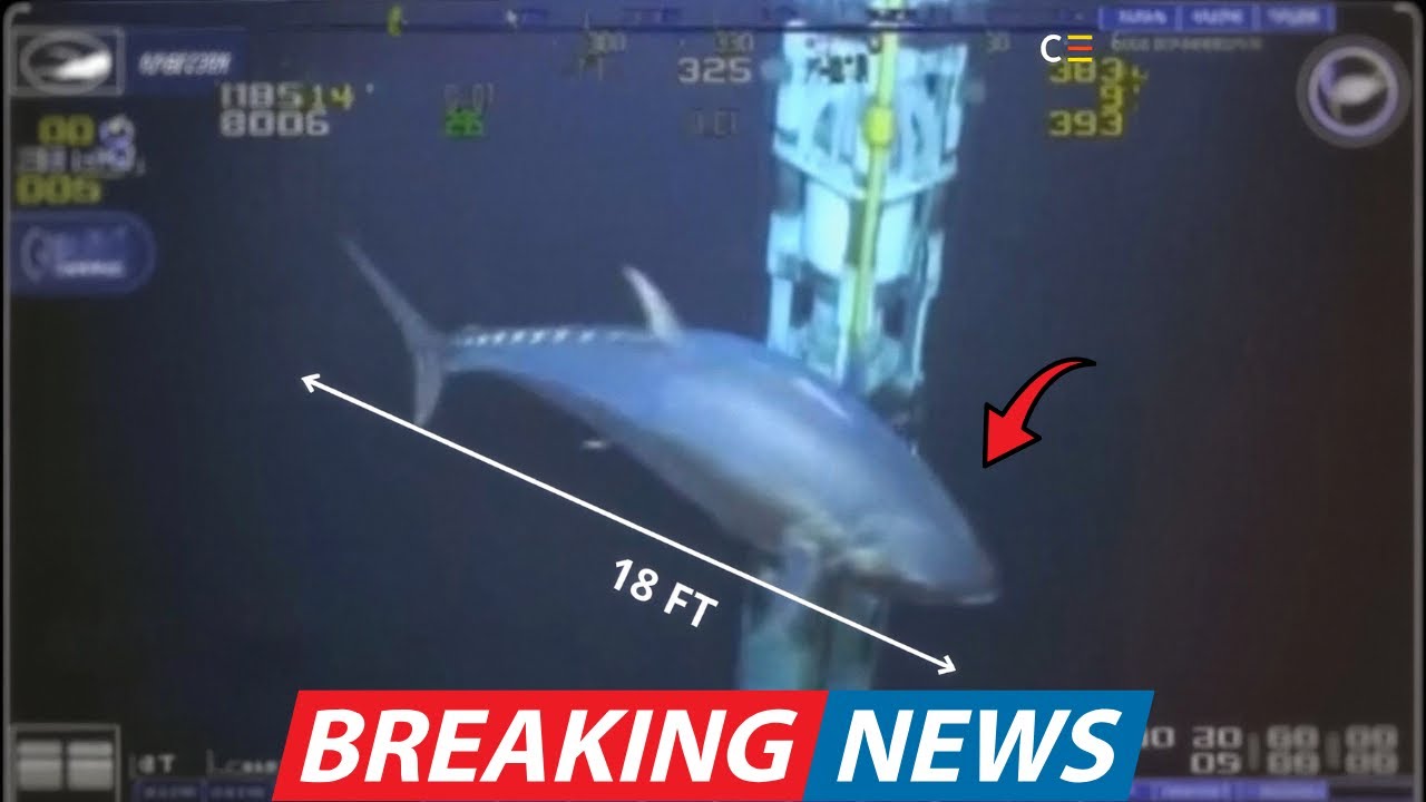 Engineers Documenting Oil Rig Cables Accidentally Filmed a Living Relic ...
