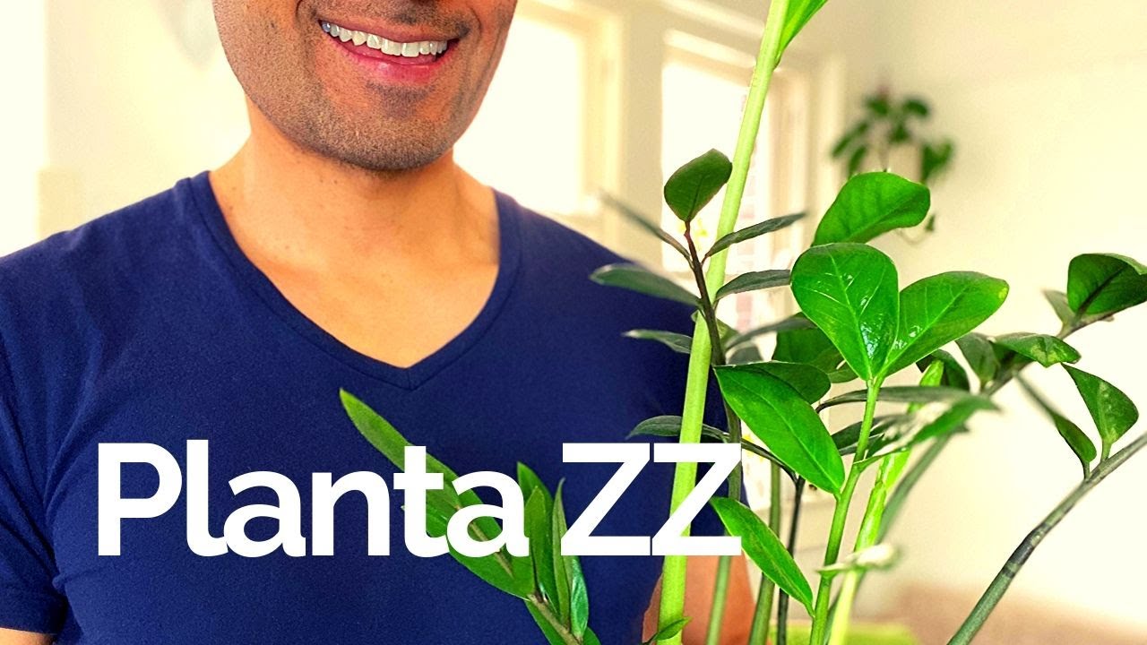 Cuidados Planta ZZ (Zamioculca) - Plantas De Interior 🌱 - YouTube