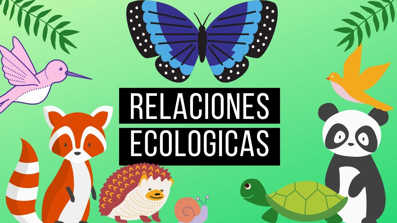 Relaciones Ecológicas - YouTube